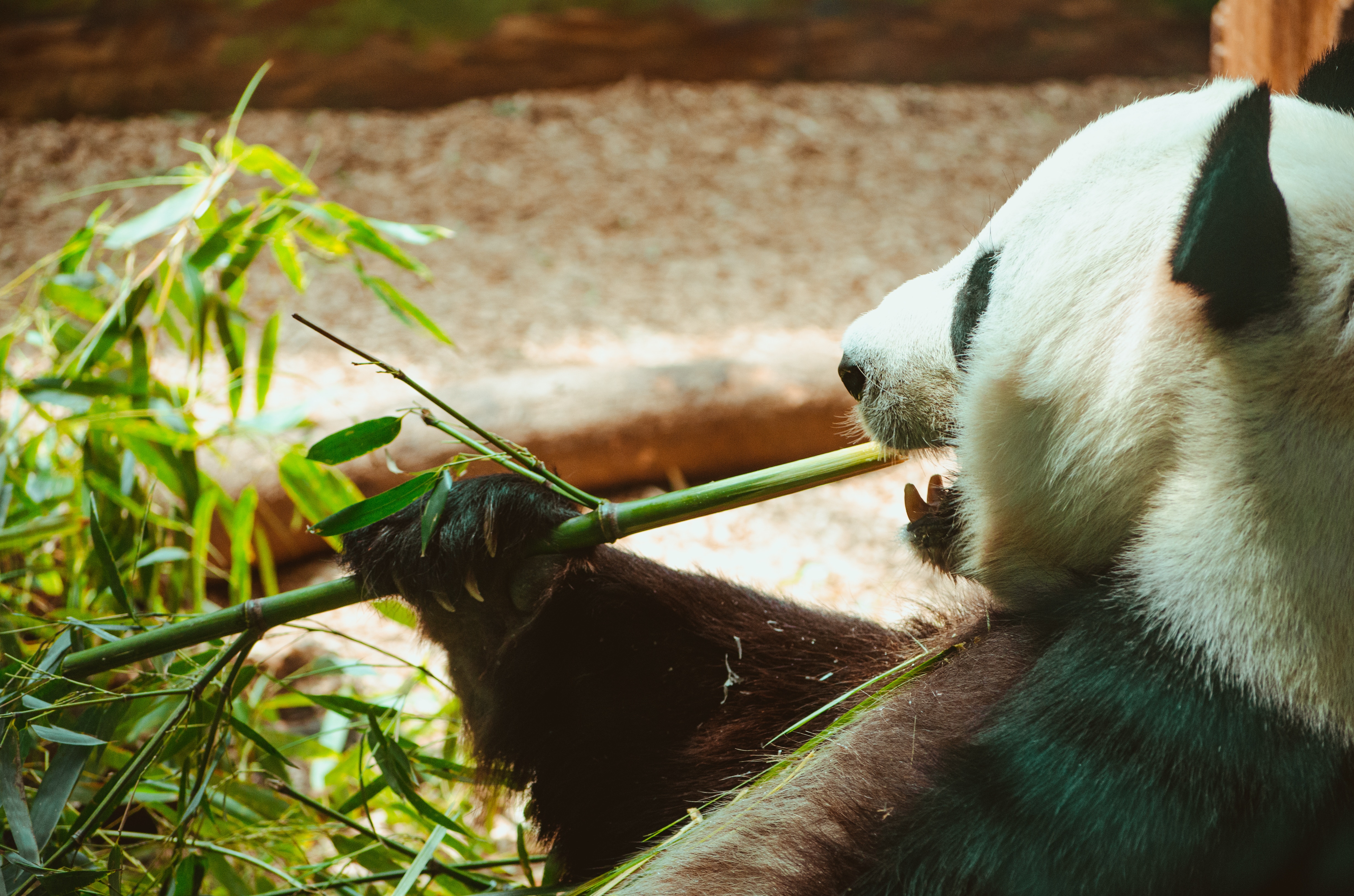 Interpolating Time Series Data In Apache Spark And Python Pandas Part 1 Pandas Tales Of One